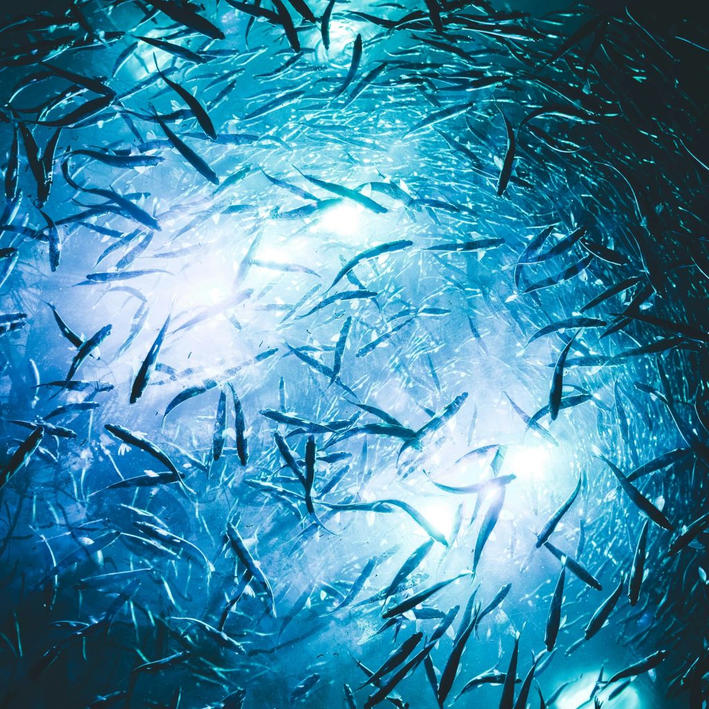 LNDW 2025/SCIoI Open Labs: Smart Swarms – How Mathematics Helps To Understand Swarm Behavior and ...