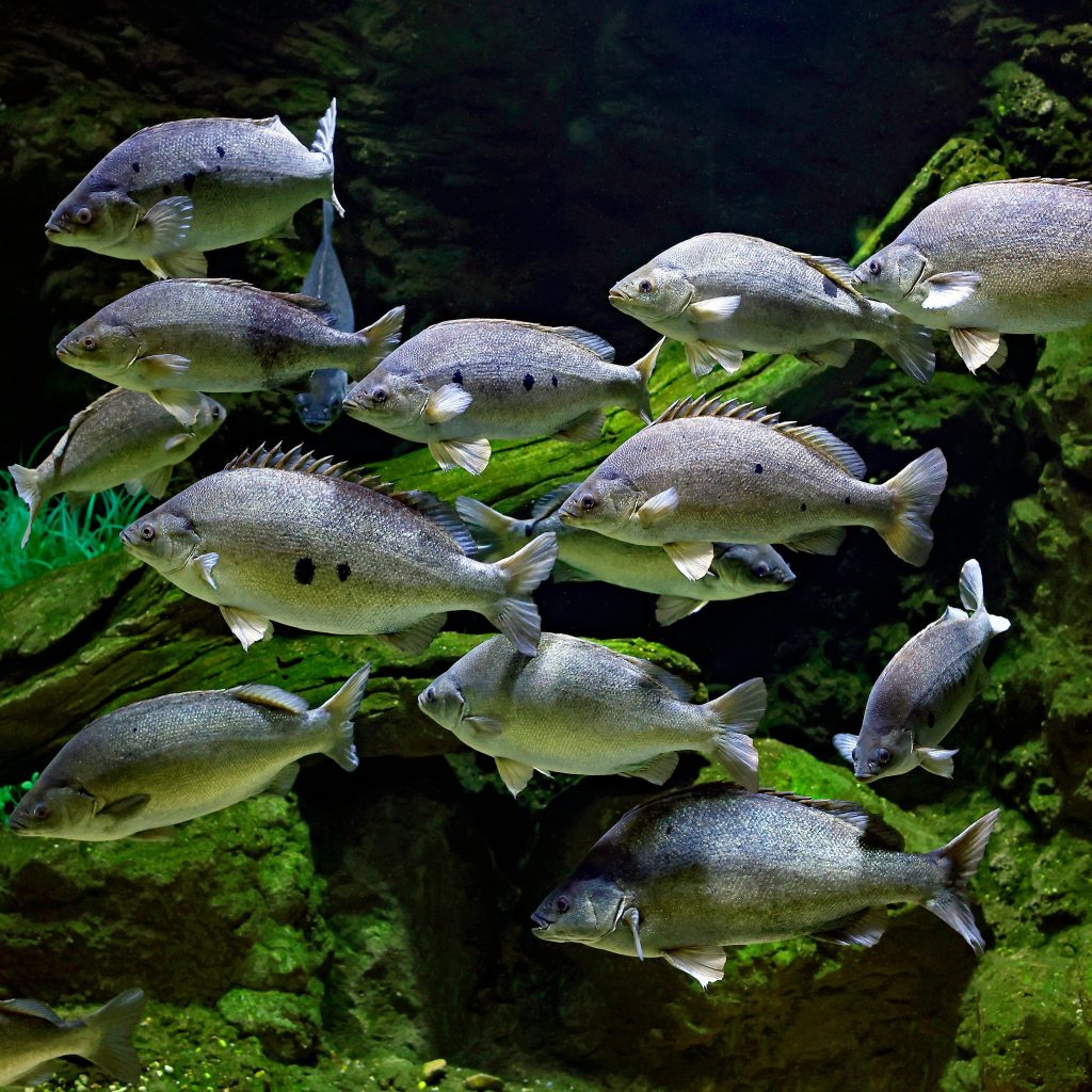 Palina Bartashevich and David Bierbach (Science of Intelligence), “Collective Air Breathing In ...